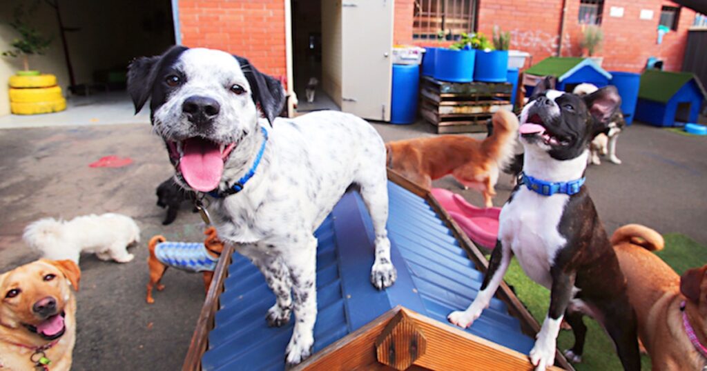 What Age Is Best For Dog Daycare What Age Is Best For Dog Daycare